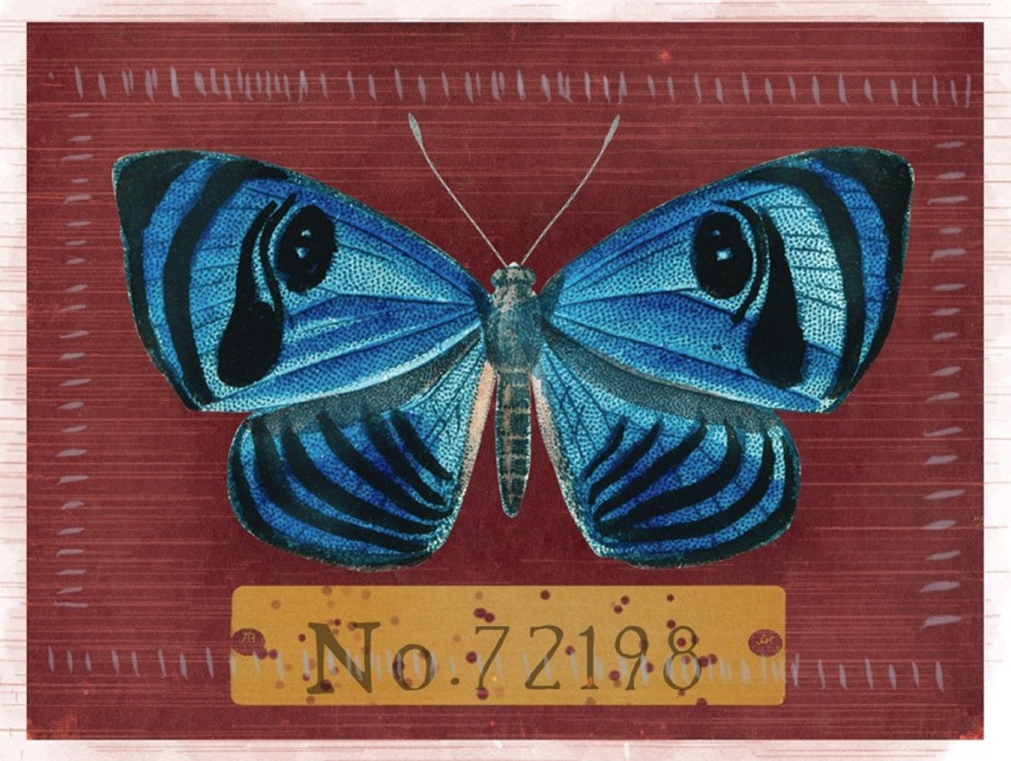 Butterfly Specimen Cards - Etsy