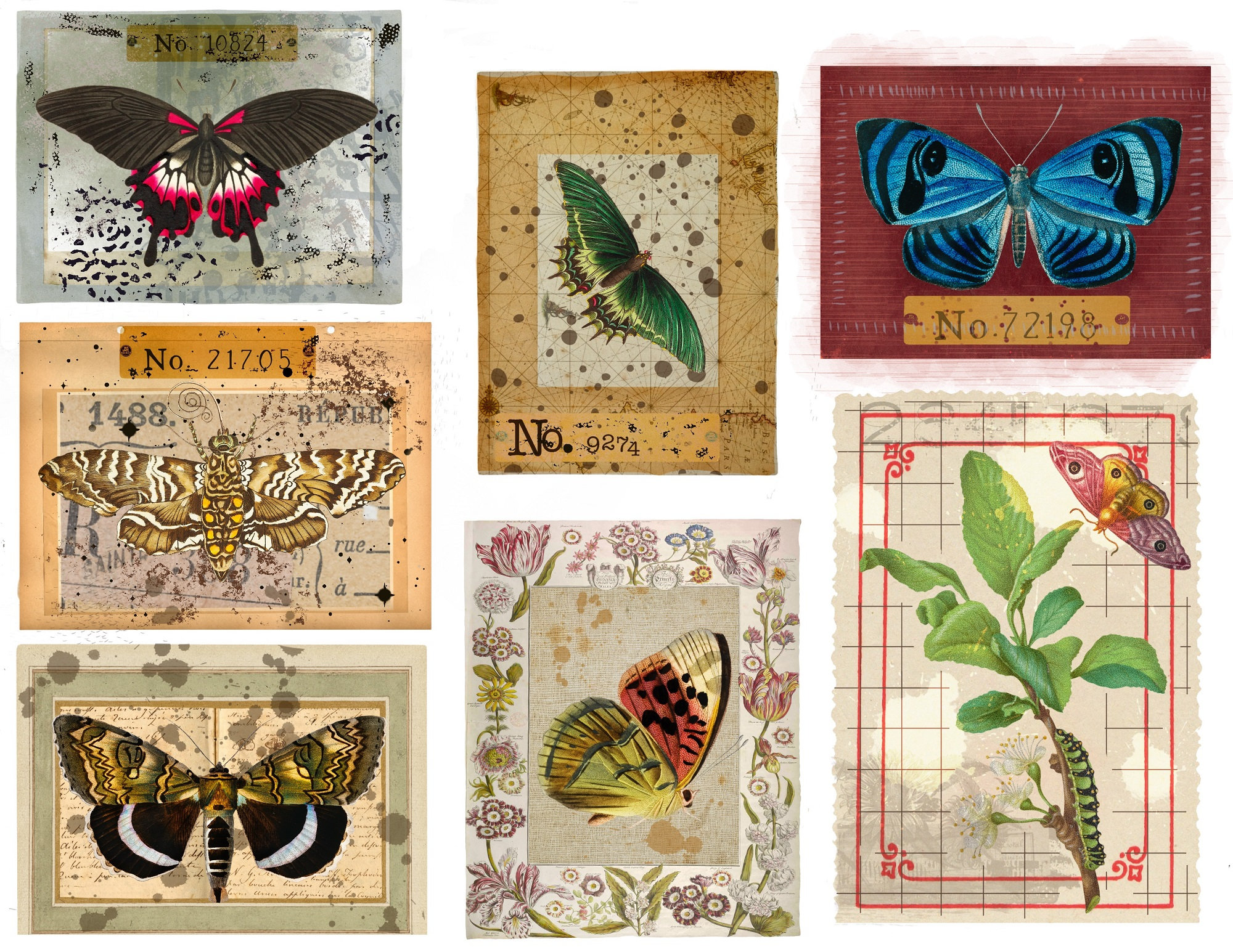 Butterfly Specimen Cards - Etsy