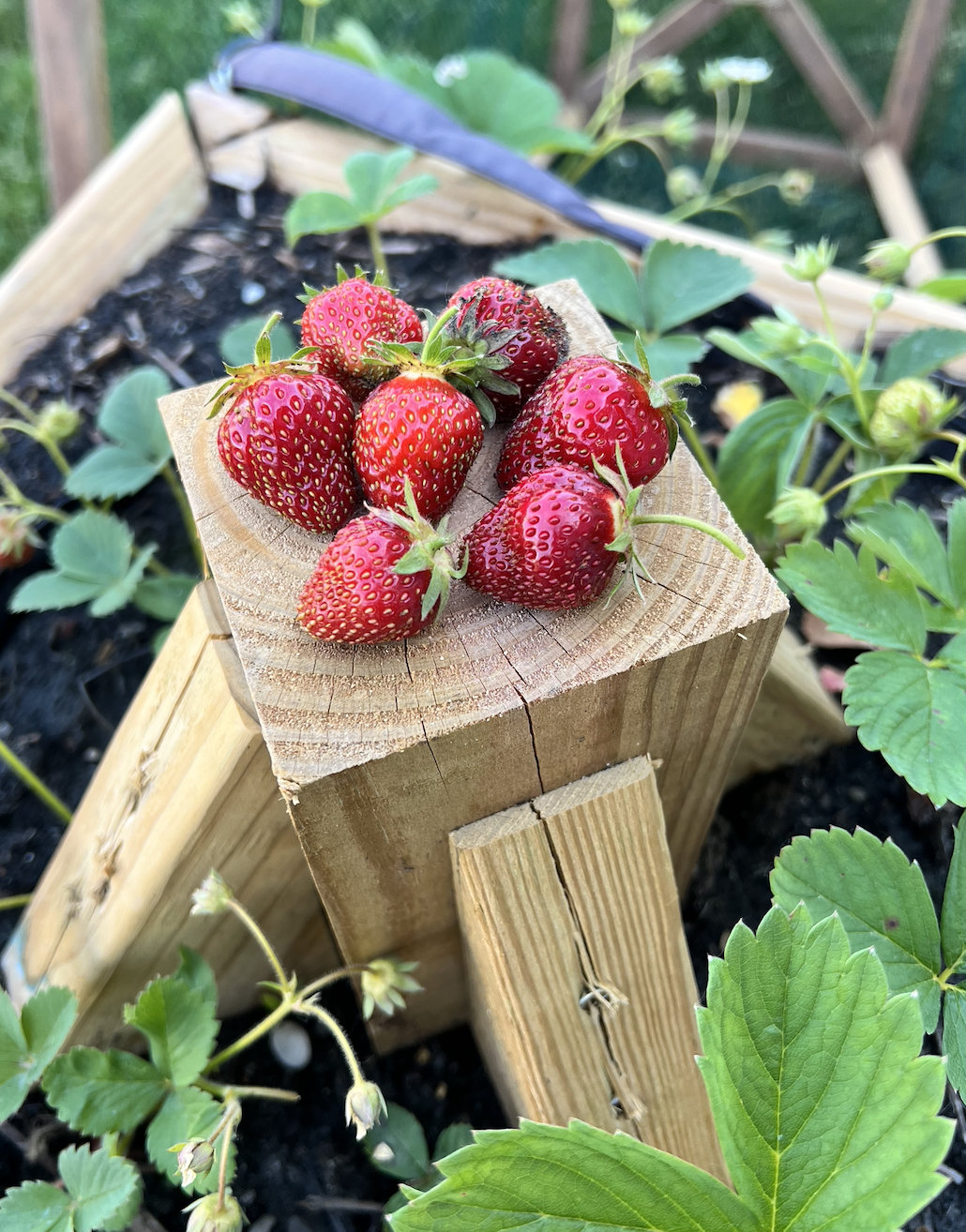 The Berry-cade Pyramid Planter Build Plans - Etsy