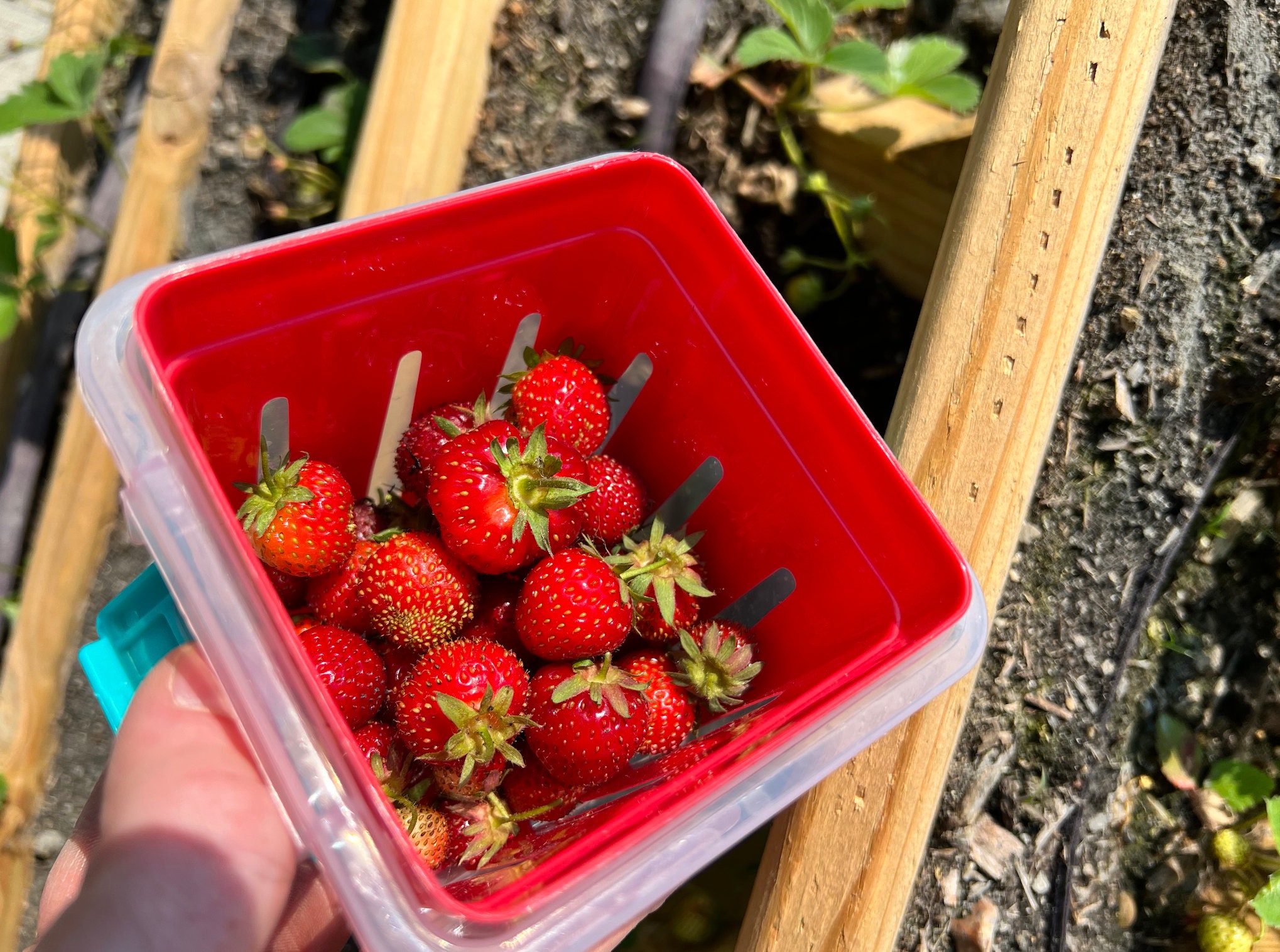 The Berry-cade Pyramid Planter Build Plans - Etsy Australia
