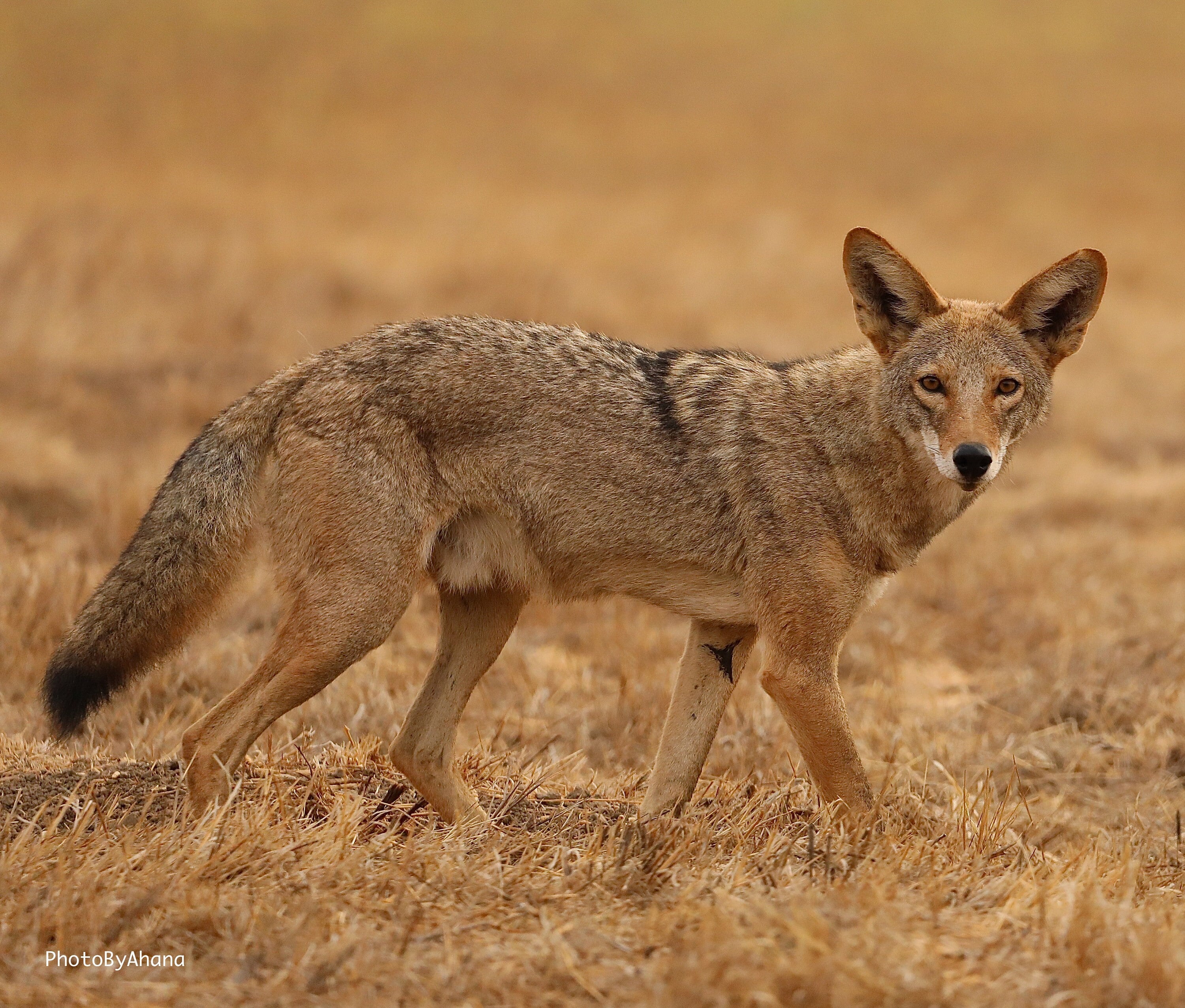 All Proceeds Donated, Coyote, Digital Download, Bird Photography ...