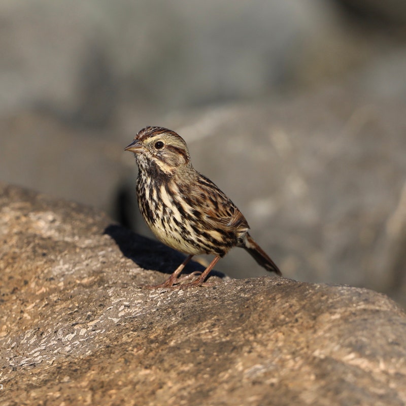 Sparrow Photography - Etsy