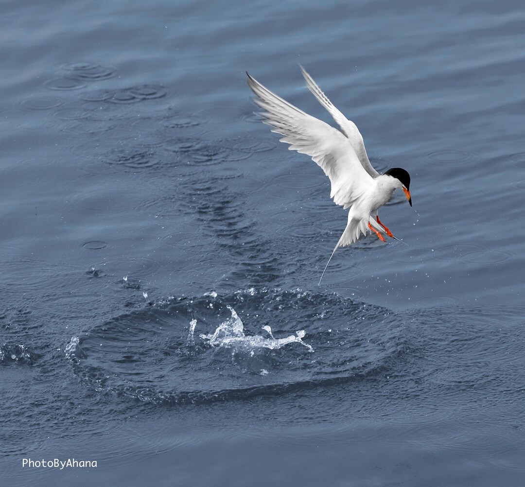All Proceeds Donated, Tern, Digital Download, Bird Photography ...