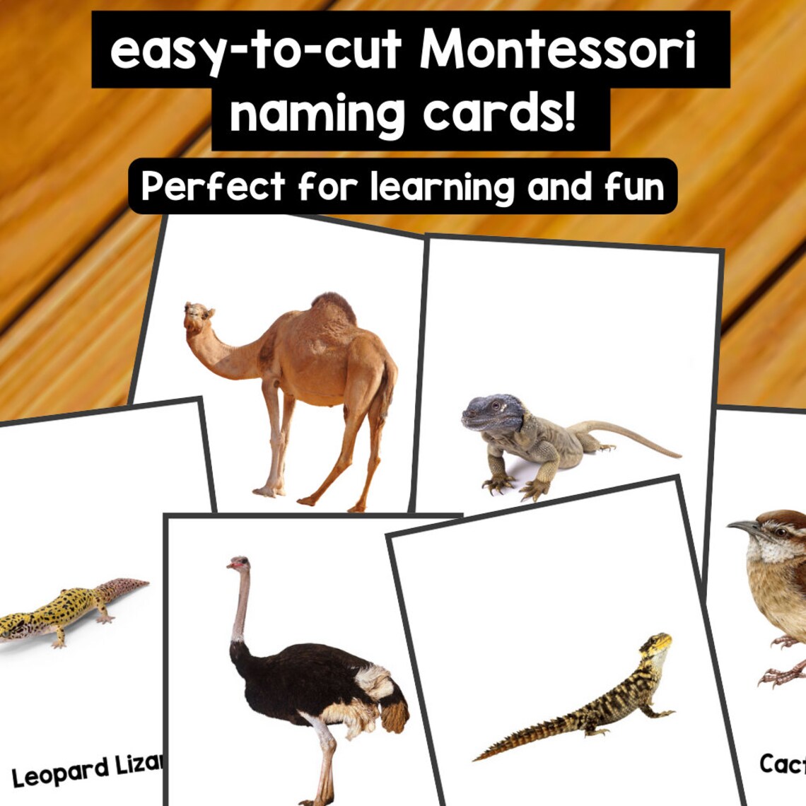 23 Desert Animals Montessori Cards Flash Cards Nomenclature Cards PDF ...