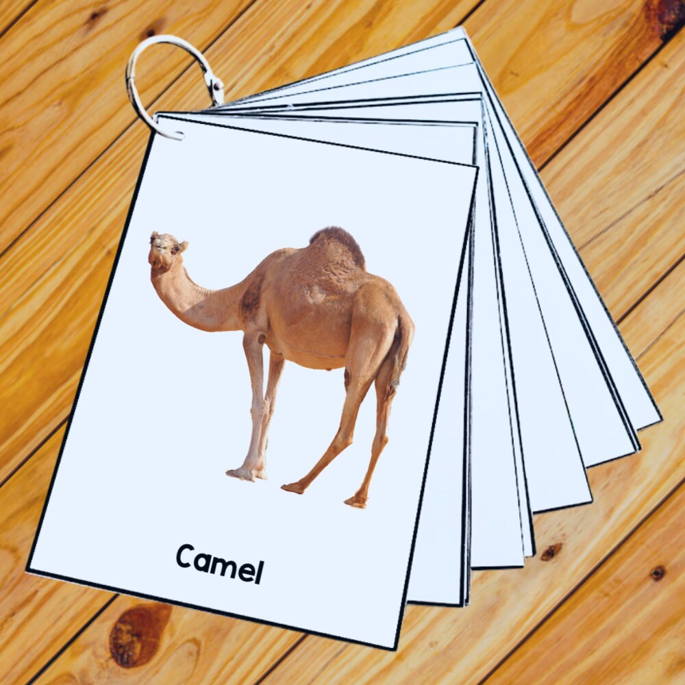 23 Desert Animals Montessori Cards Flash Cards Nomenclature Cards PDF ...