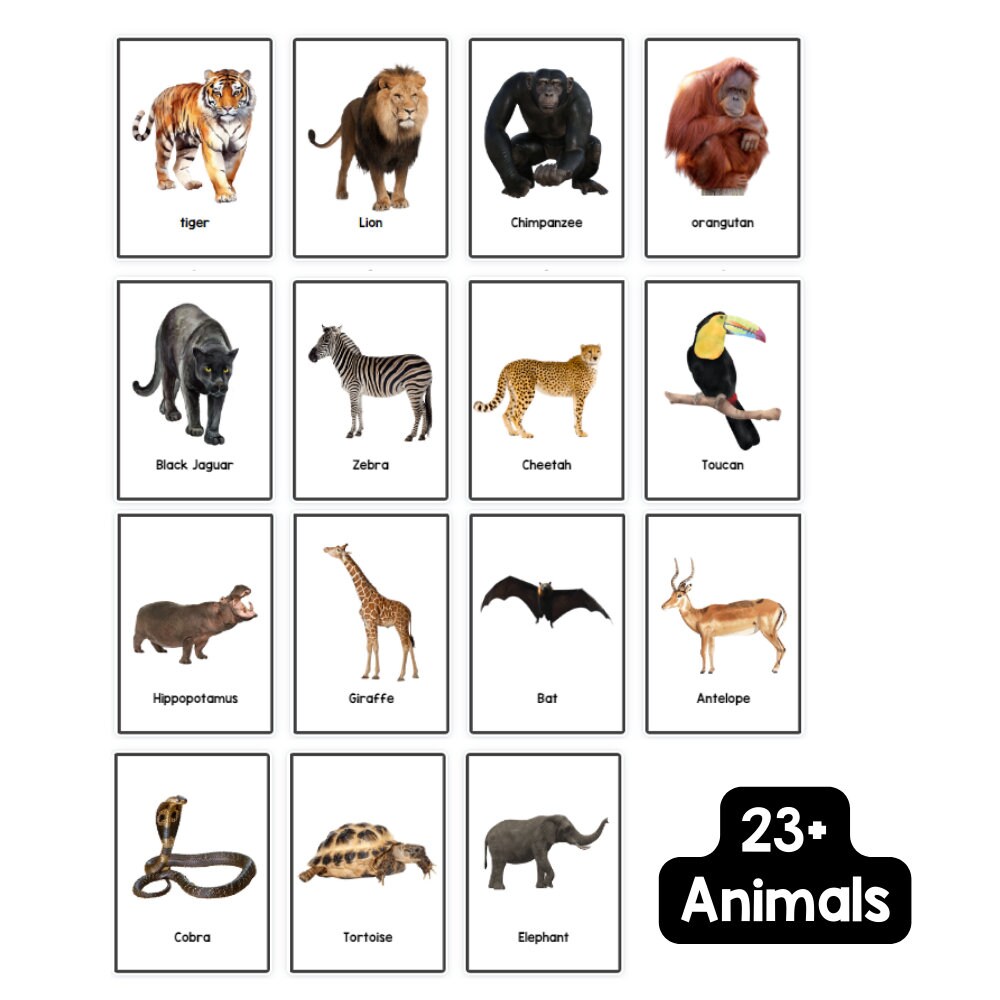 23 JUNGLE ANIMALS Flash Cards Editable Montessori Cards Flash Cards ...