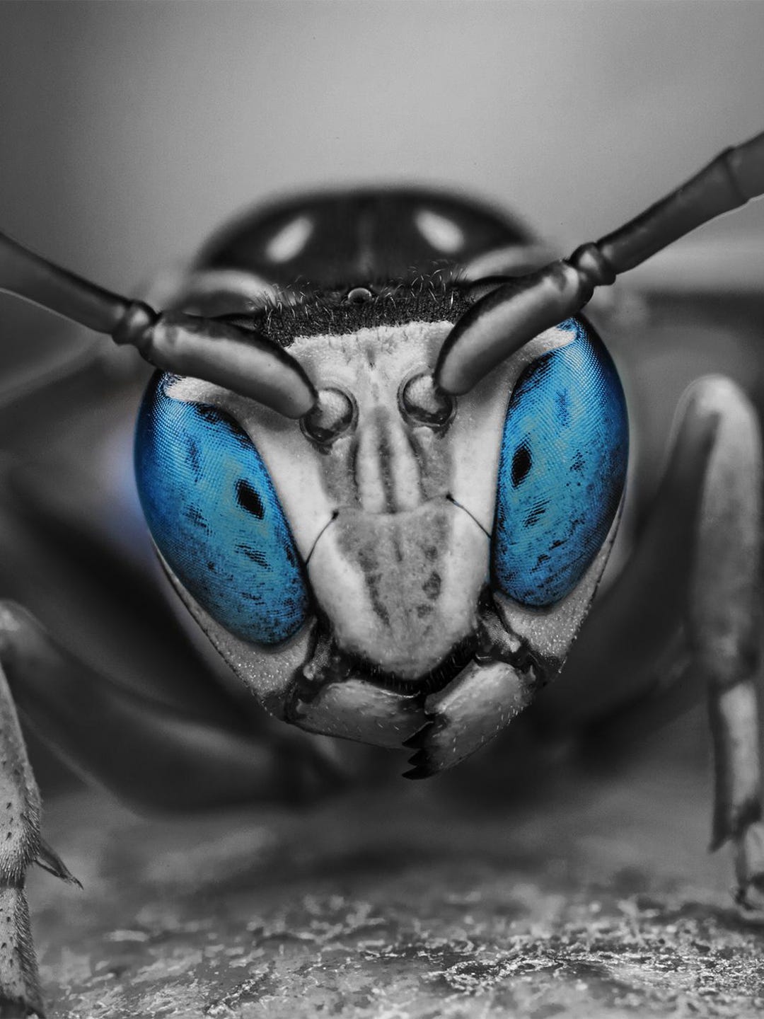Wasp, Wasp Poster, Blue Wasp Photography, Macro Art Photography, Wall ...