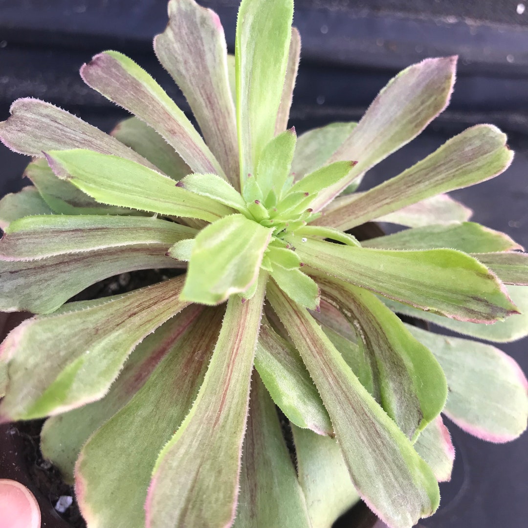 Variegated Rare Succulents. Aeonium Genesis Forming a Cluster Rare ...