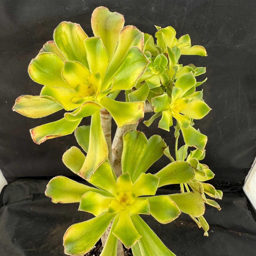 Aeonium Beach Umbrella Cluster. Rare Variegated Aeonium.holiday Gift ...