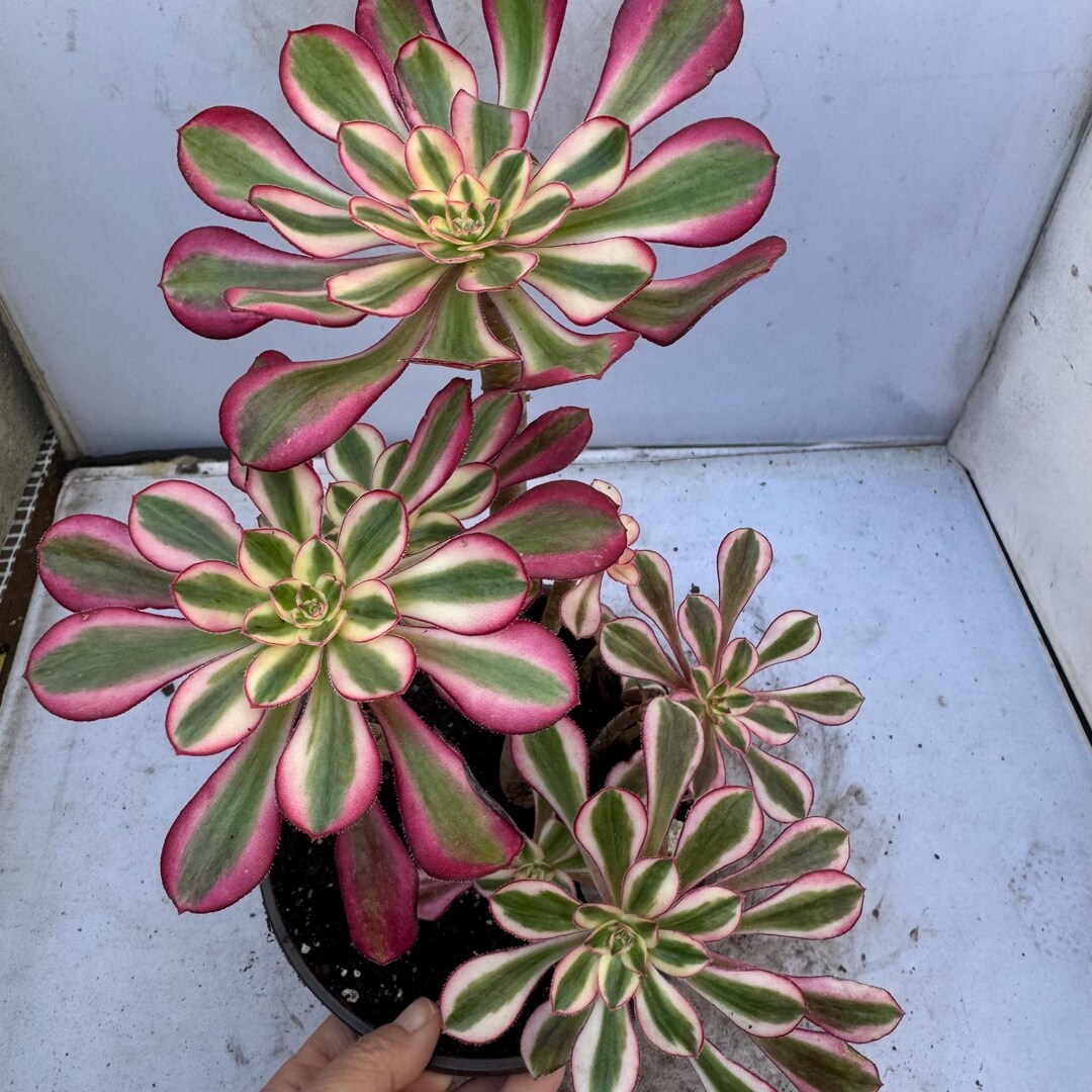 Aeonium Chanelle Cluster. Rare Succulents. Variegated Aeonium. Gift for ...