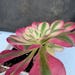 Aeonium Princess With a Baby. Variegated Aeonium.holiday Gift for Plant ...