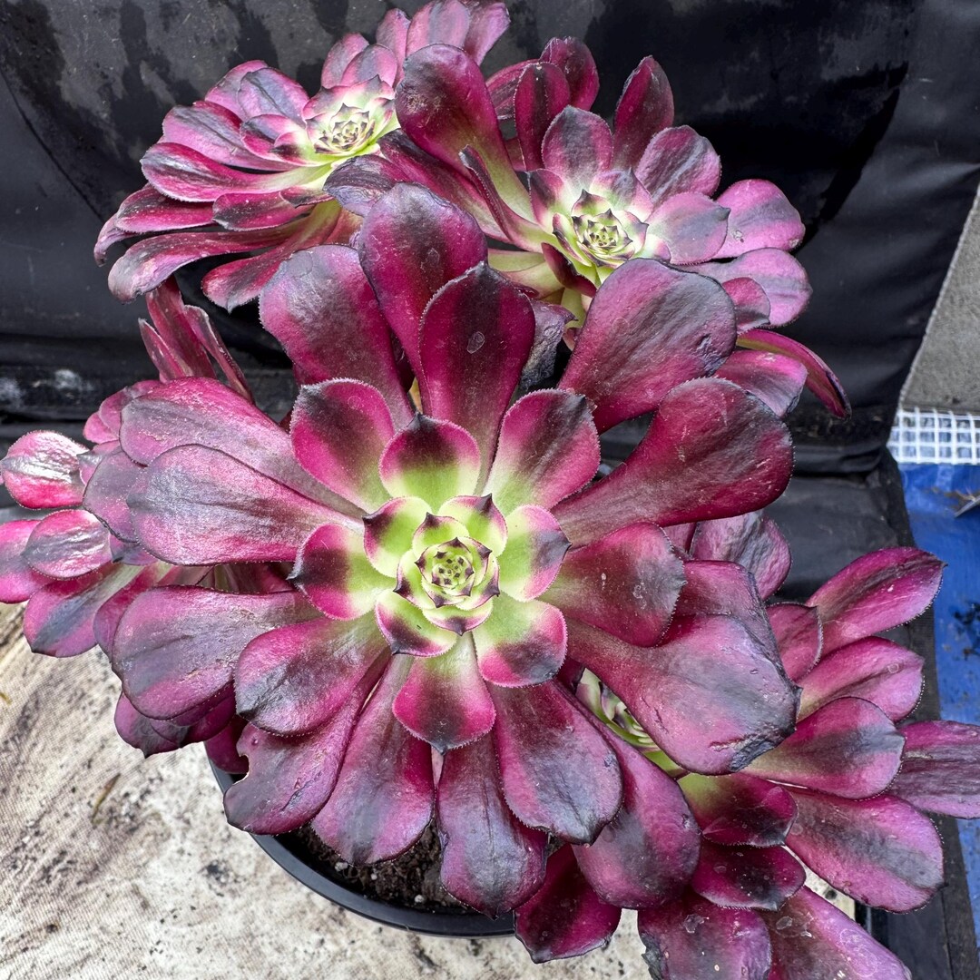 Aeonium Meiji Cluster. Rare Succulents. Variegated Aeonium. Gift for ...