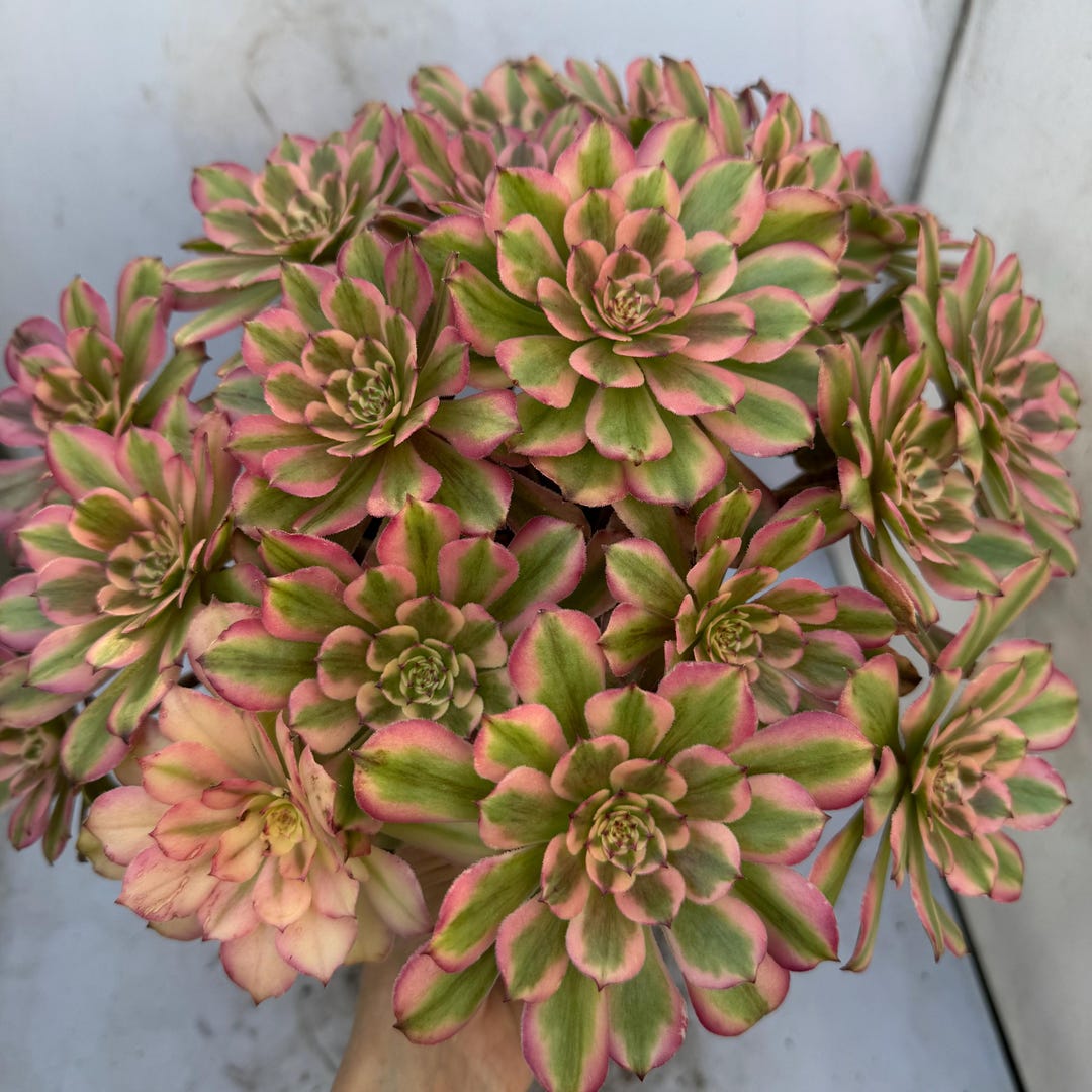 Aeonium Cluster. Rare Succulents. Variegated Aeonium. Gift for Plant ...