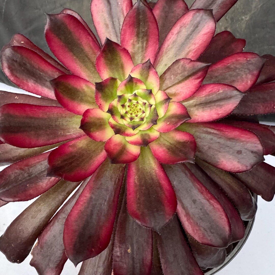 Aeonium Meiji. Rare Succulents. Variegated Aeonium. Holiday Gift for ...