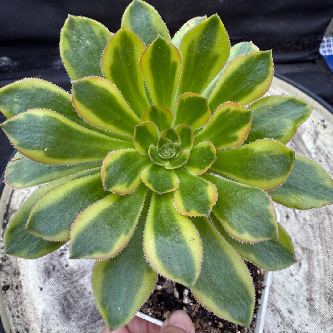 Aeonium Rubrolineatum Variegata the Green Forming a Cluster. Rare ...