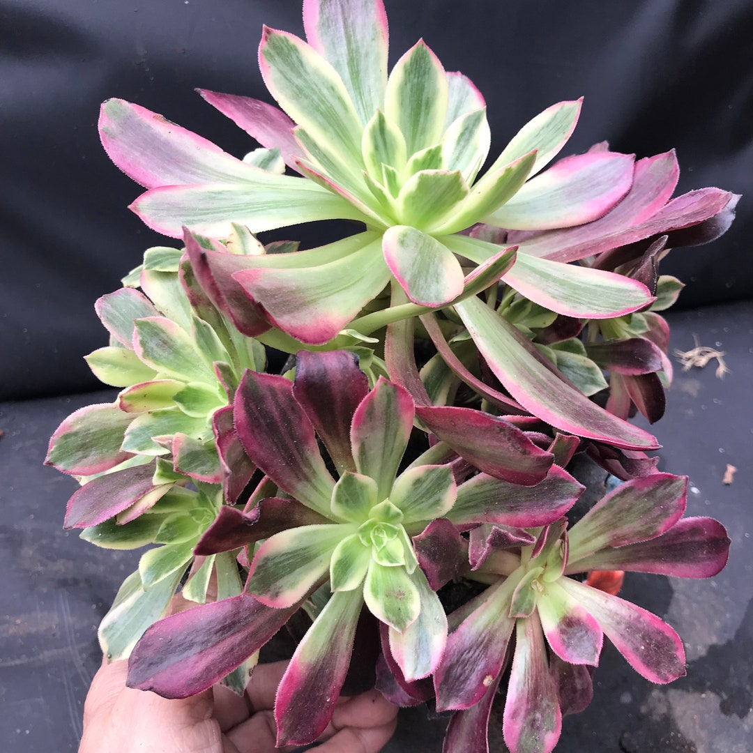 Variegated Rare Succulents. New Arrival. Aeonium Wedding Dress Cluster ...