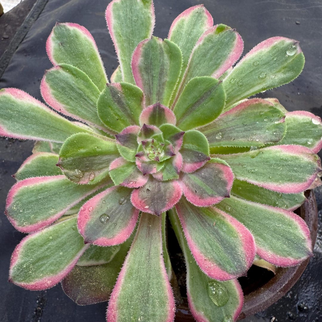 Aeonium Pink Daisy. Rare Succulents. Variegated Aeonium. Gift for Plant ...