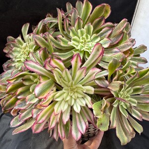 Aeonium Ink Fairy Cluster. Rare Variegated Aeonium.holiday Gift for ...