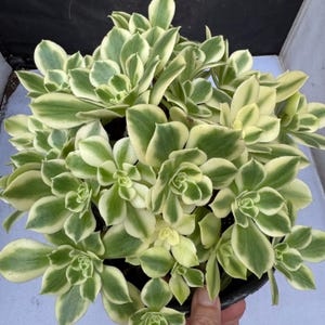 Aeonium Maybach Cluster. Rare Succulents. Variegated Aeonium. Gift for ...