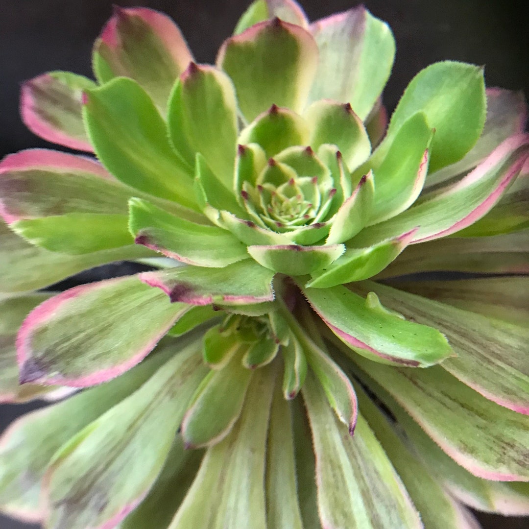 Aeonium Pink Daisy Variegated Aeoniums. Gift for Plant Lover Mother's ...