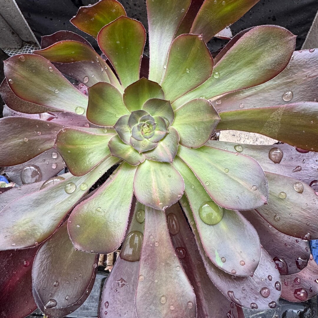 Aeonium Voodoo Middle Variegata. Huge. Rare Succulents. Variegated ...