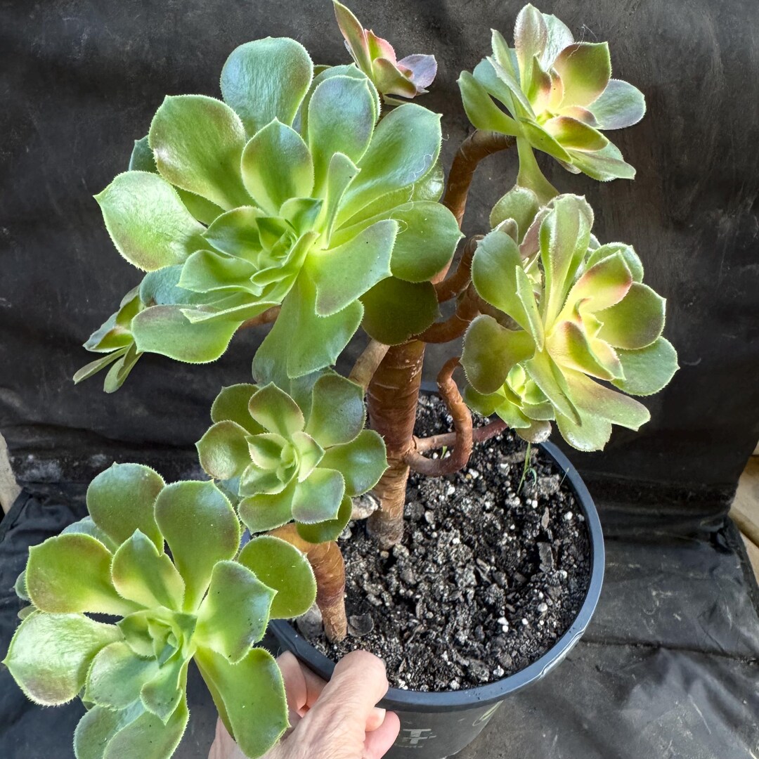 Rare Aeonium Princess Cluster Succulent: Variegated Collector's Plant ...