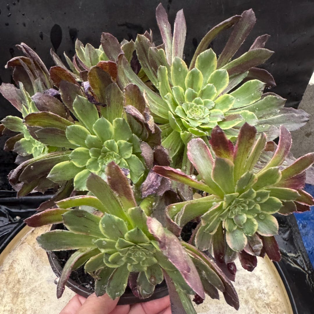 Aeonium Carnival Gem Cluster. Rare Succulents. Variegated Aeonium. Gift ...