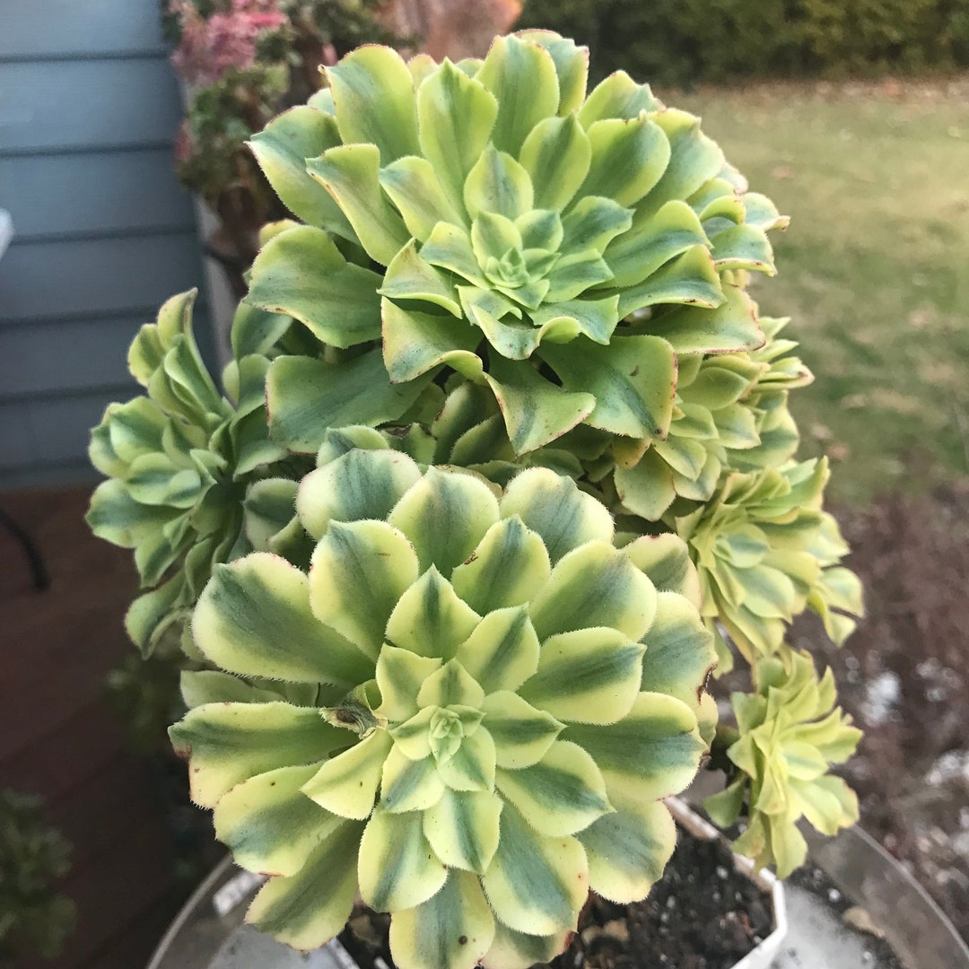 Variegated Rare Succulents. Aeonium Jasper Cluster. Photos - Etsy
