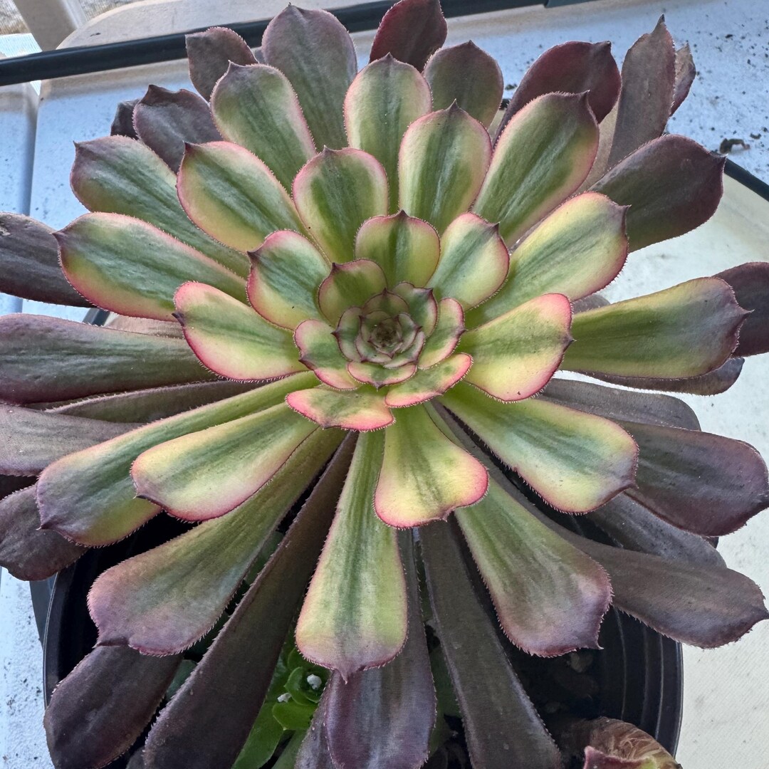 Aeonium Moon Chan . Rare Succulents. Variegated Aeonium. Gift for Plant Lovers - Etsy