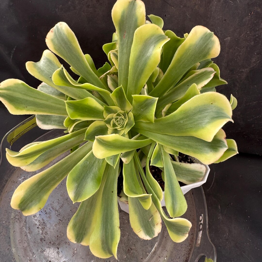 Rare Succulent Cutting. Aeonium Maybach . Variegated Aeonium.gift for ...