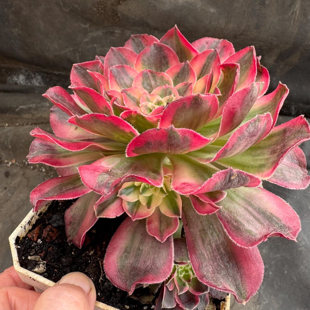 Aeonium New Hybrid Carat Love Cluster. Rare Variegated Succulent ...