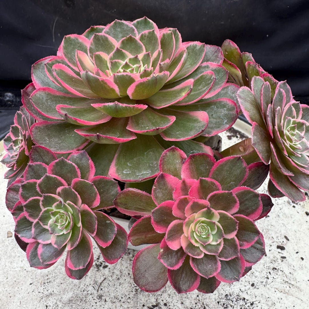 Aeonium Evening Banquet Cluster. New Hybrid. Rare Succulents ...