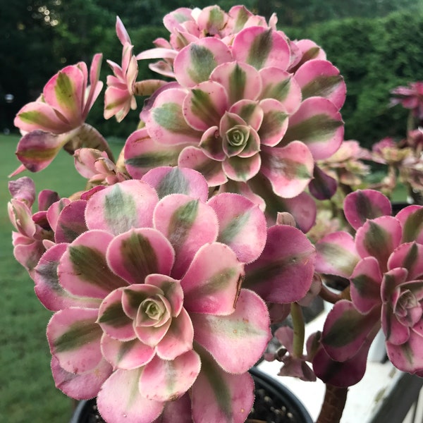 Pink Witch Aeonium - Etsy