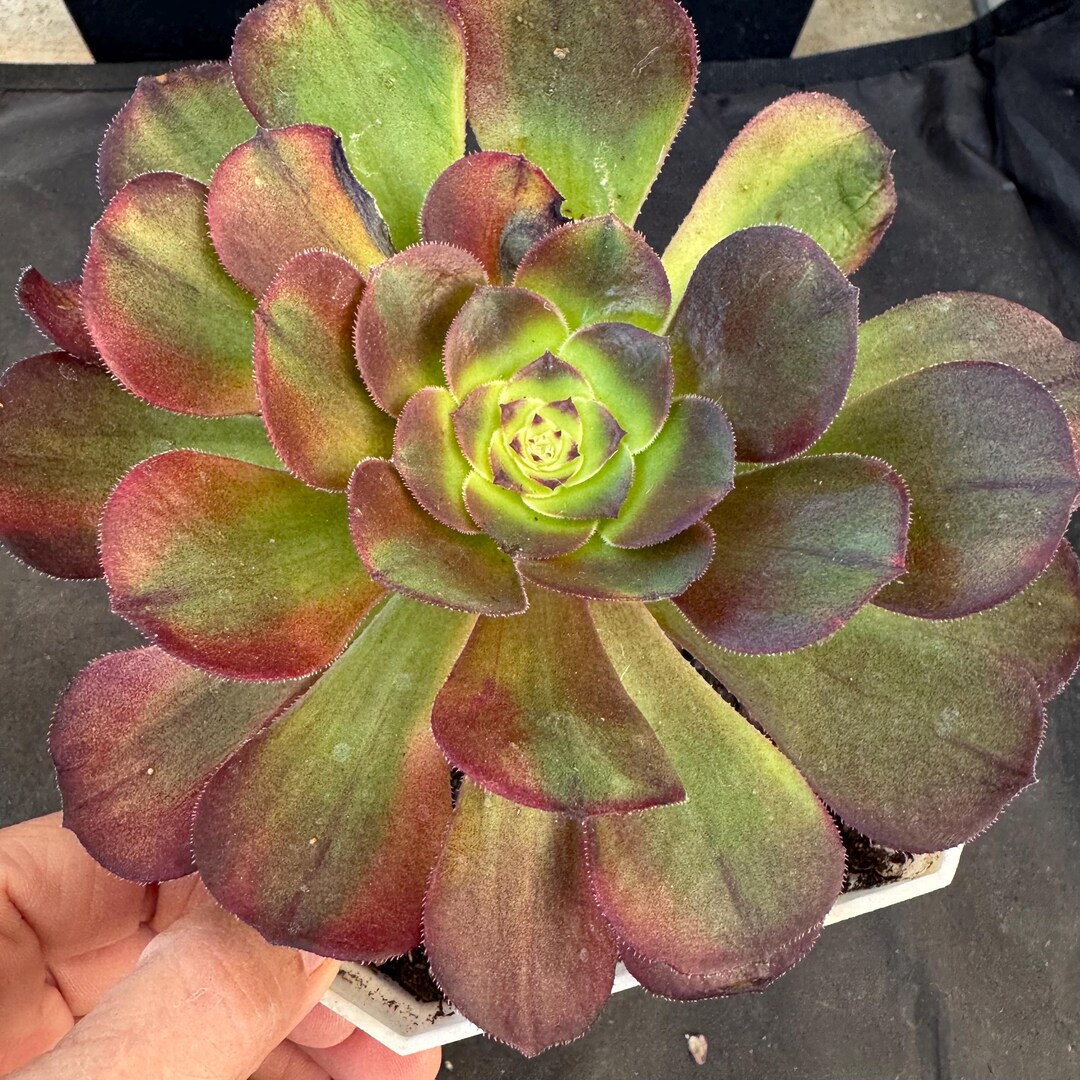 Aeonium Neom With a Baby. Ultra Rare. Collector’s Item. Rare Succulents ...