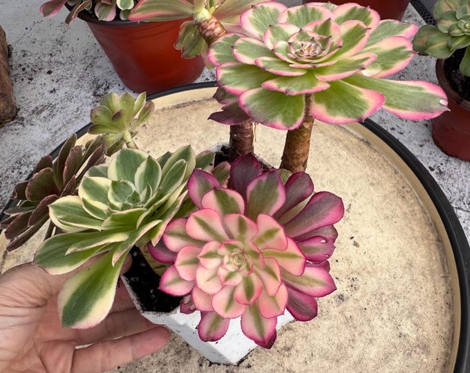 Aeonium Varieties Pack With 5 Rare Variegated Aeoniums (yuzi, Fallen ...