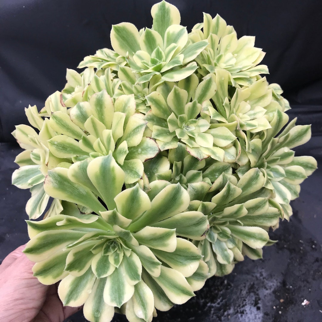 Variegated Rare Succulent. Rare Aeonium. Huge Aeonium Jasper Cluster ...