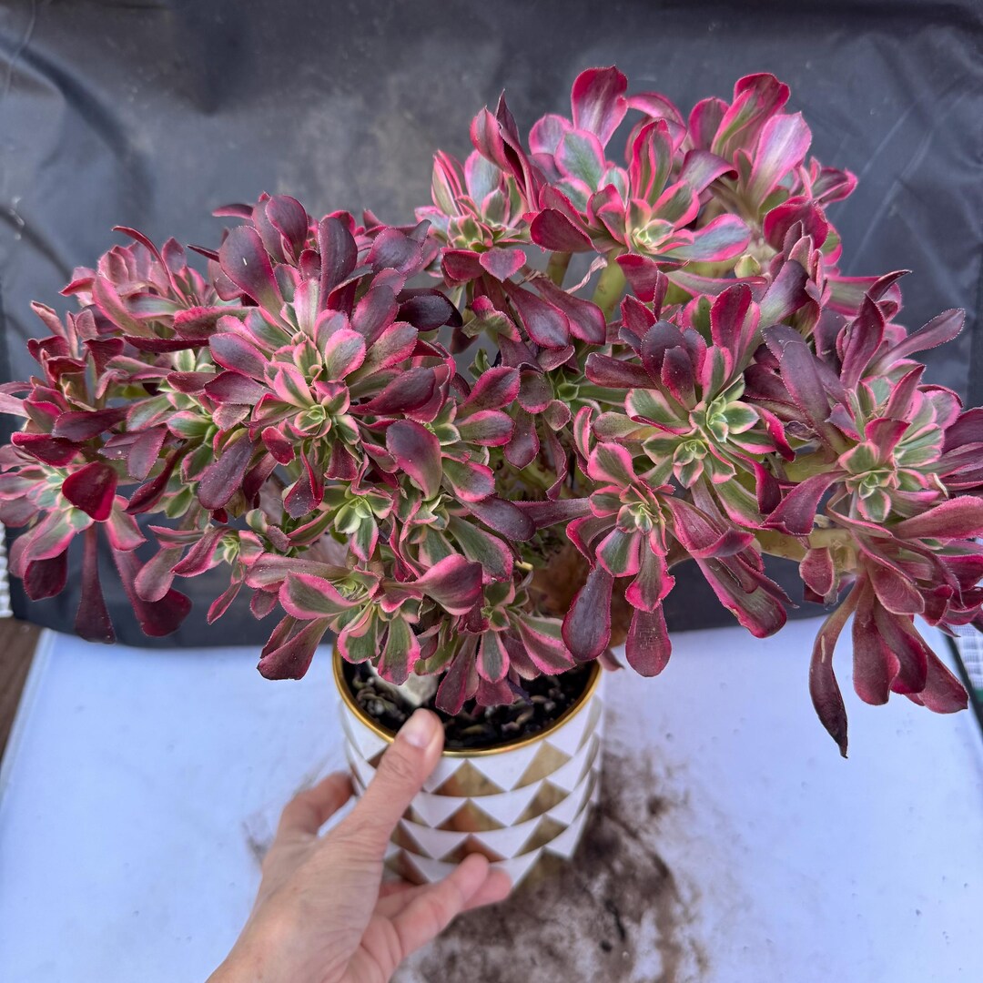 Aeonium Crested Medusa. Rare Succulents. Variegated Aeonium. Holiday ...
