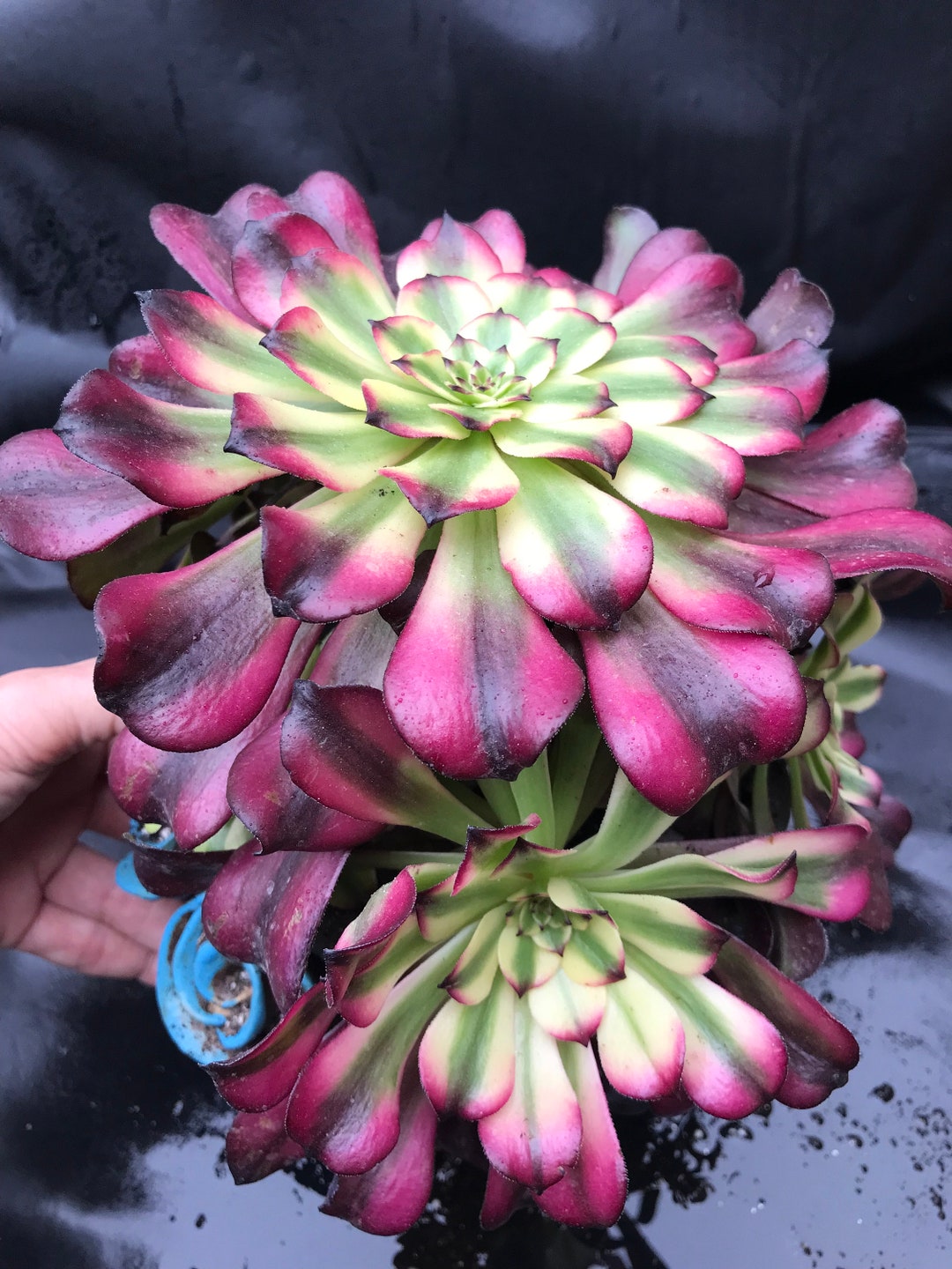 Variegated Rare Succulents. New Arrival. Aeonium Meiji Cluster. Variegated Aeoniums - Etsy