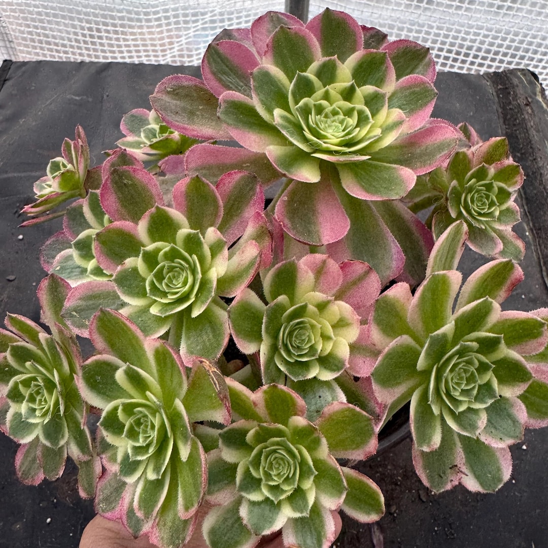 Aeonium Litchi Cluster. Rare Succulents. Variegated Aeonium. Gift for ...