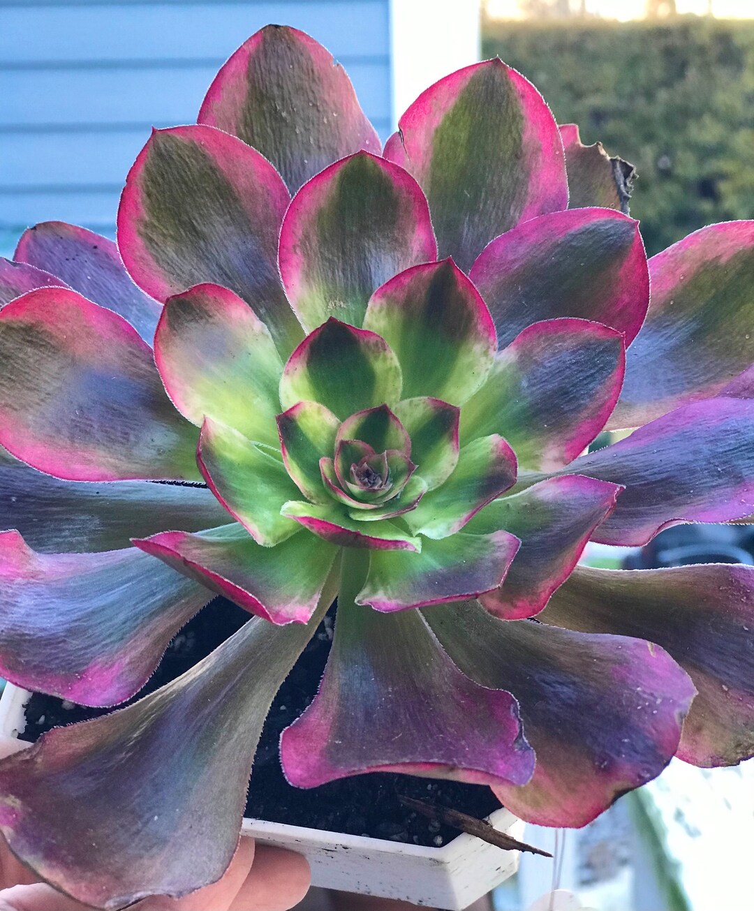Mother's Day Gift. Aeonium White Voodoo . Variegated Aeoniums. Gift for ...