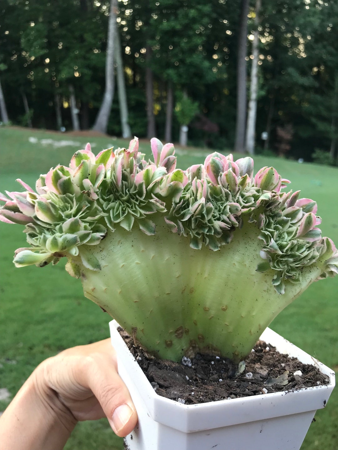 Aeonium Pink Witch Crested. Photos Taken 7-26-23. Rare Aeonium - Etsy