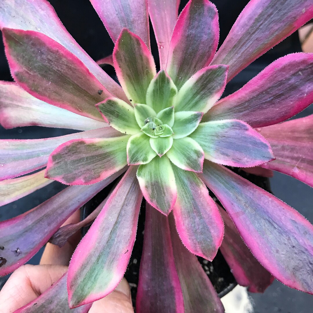 Variegated Rare Succulents. New Arrival. Aeonium Wedding Dress With ...