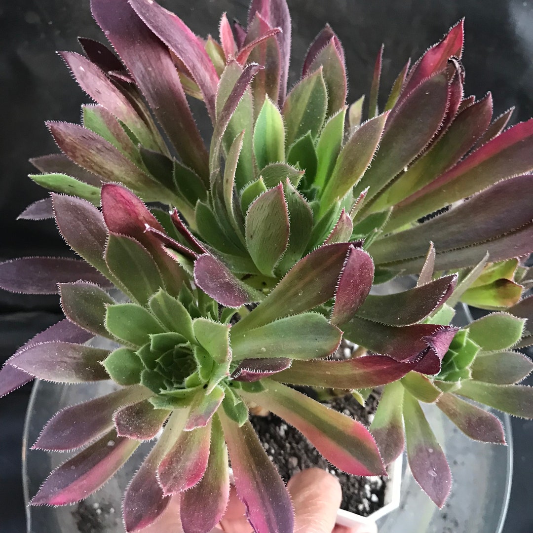 Aeonium Red Phoenix. Rare Aeonium. Father's Day Gift - Etsy