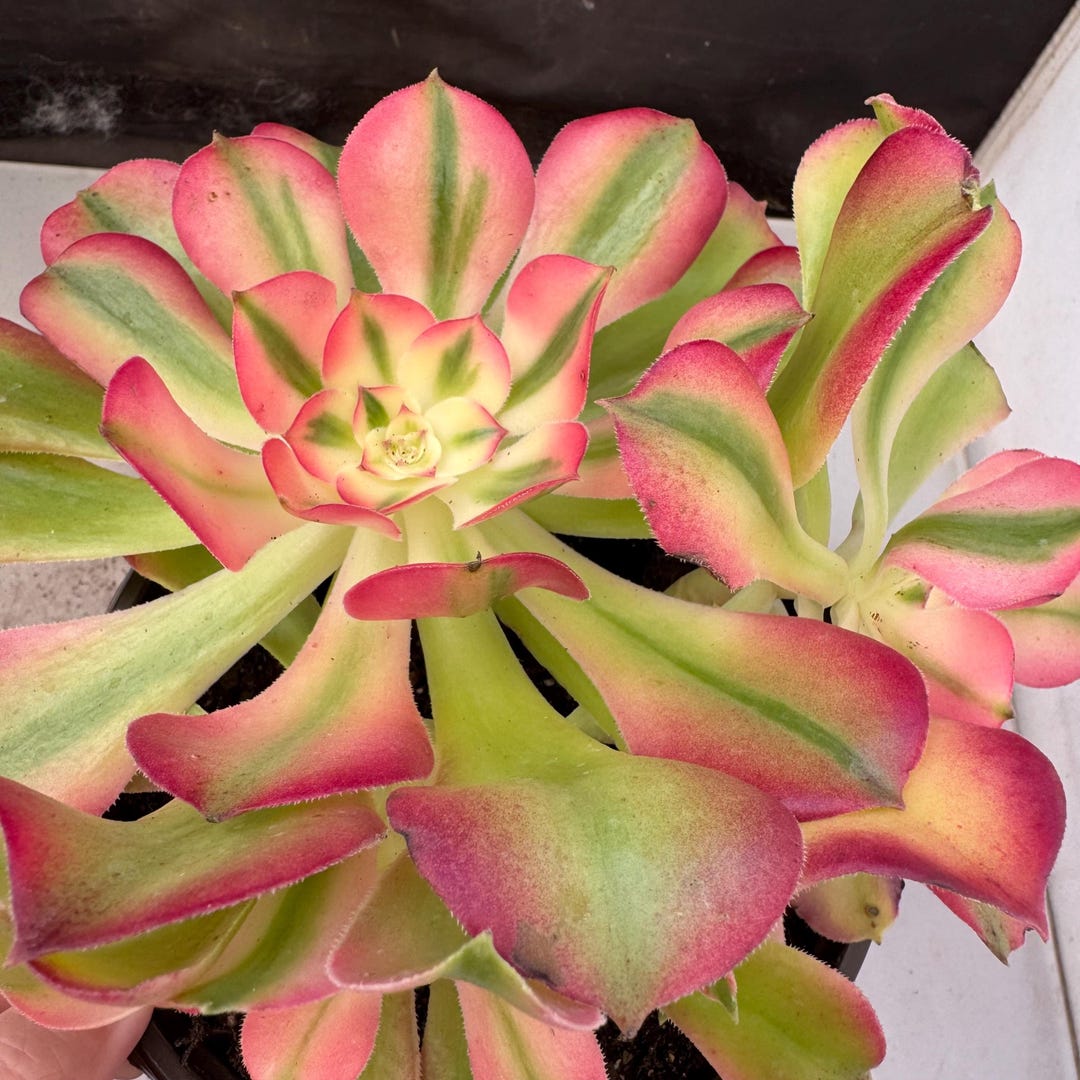 Aeonium Princess Cluster. Rare Succulents. Variegated Aeonium. Holiday ...