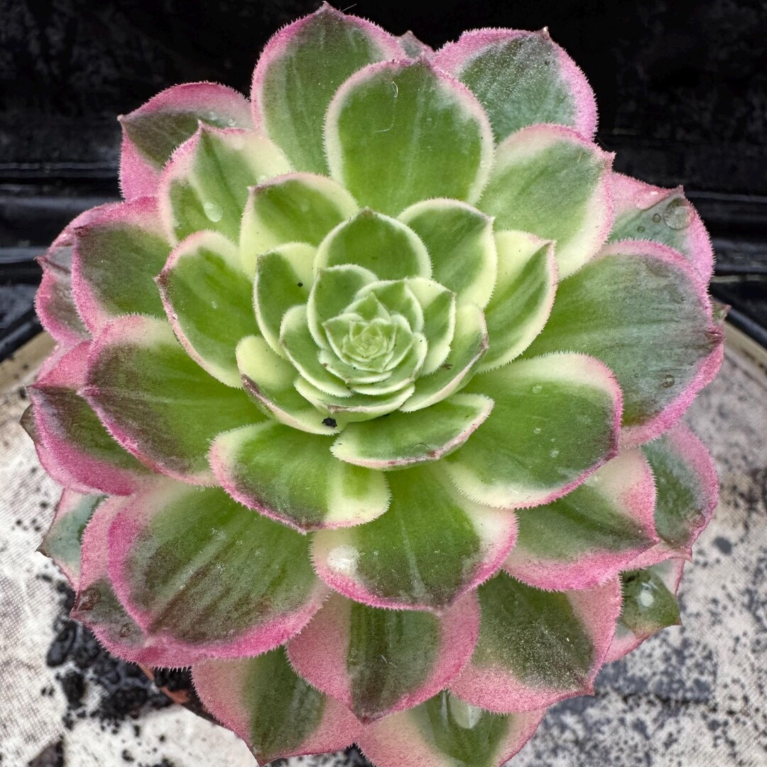Aeonium Neptune. Rare Succulents. Variegated Aeonium. Gift for Plant ...