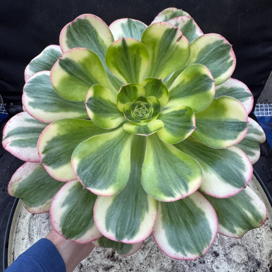 Aeonium Zeus the Yellow. Rare Succulents. Variegated Aeonium. Gift for ...