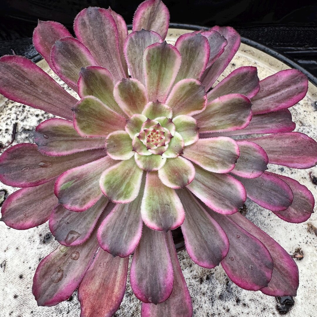 Aeonium History. Rare Succulents. Variegated Aeonium. Gift for Plant ...