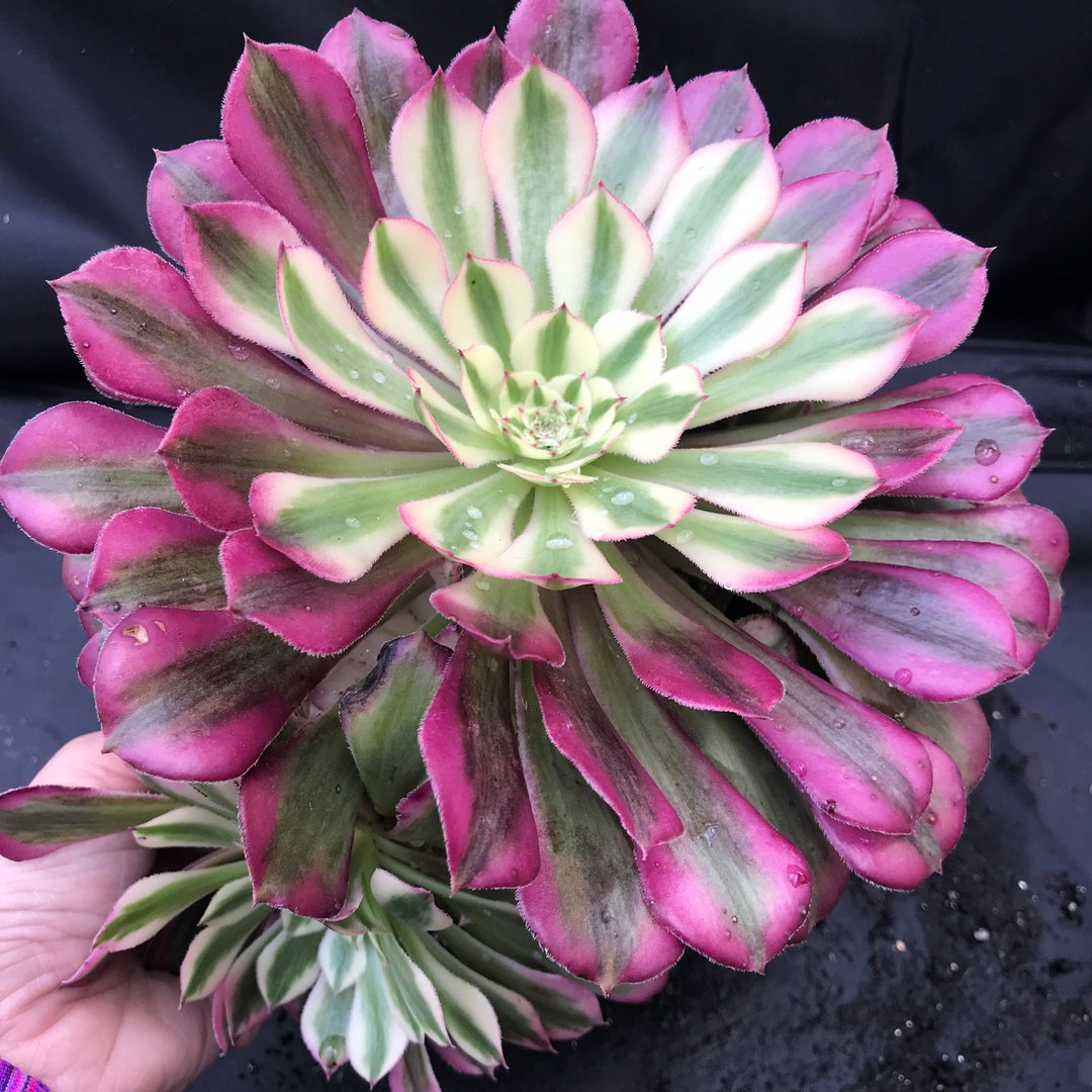 Variegated Rare Succulent. Rare Aeonium. Aeonium Pink Zwartkop Cluster ...