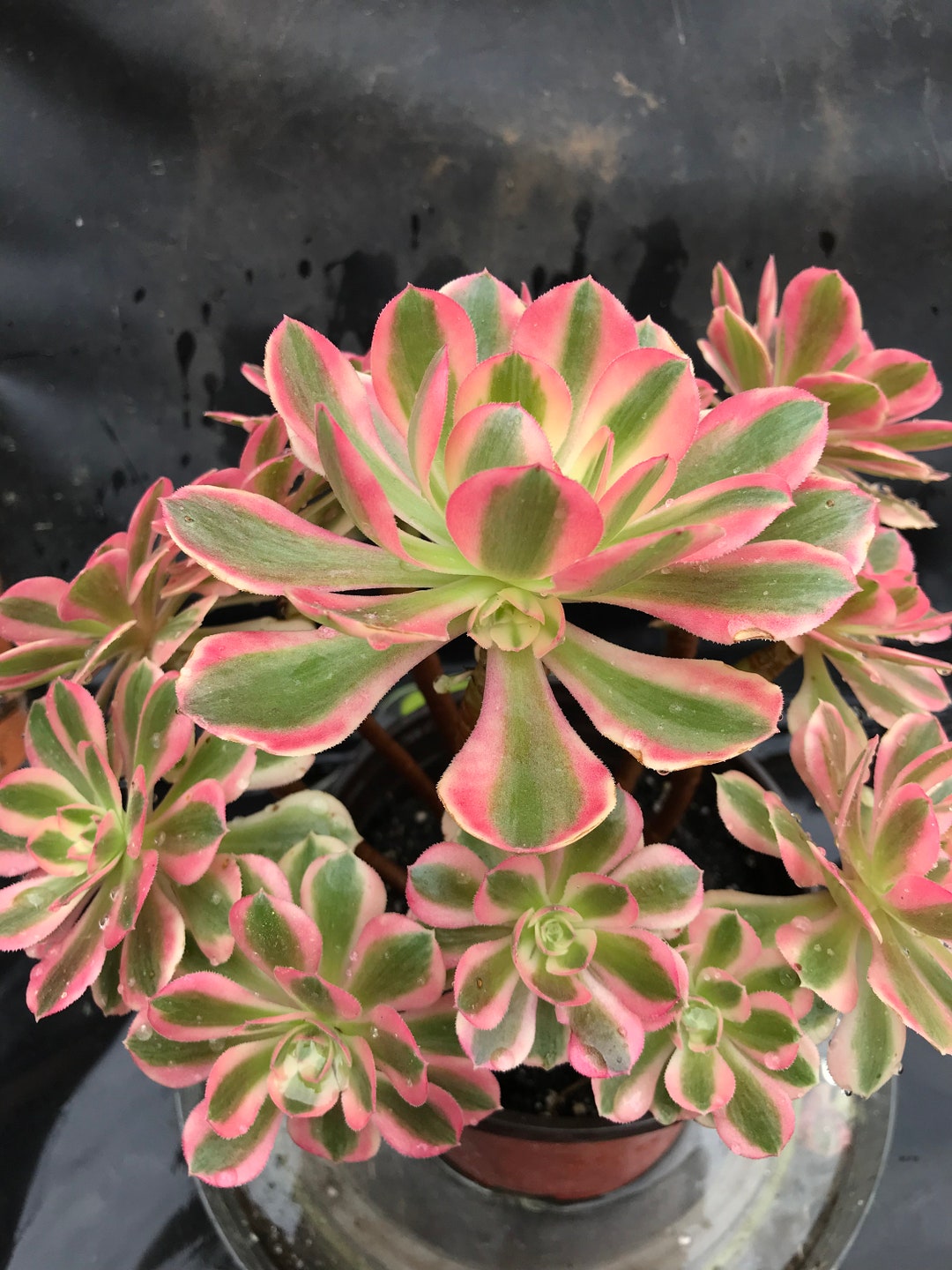 Aeonium Allure Cluster. Variegated Aeoniums. Gift for Plant Lover ...