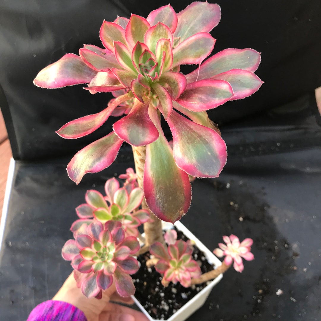 Variegated Rare Succulents. New Arrival. Aeonium Chanelle Cluster Tree ...